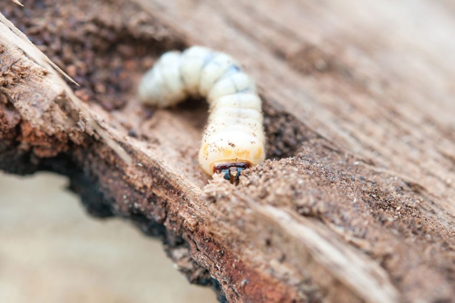 Tratamientos de la Madera | Excoplagas